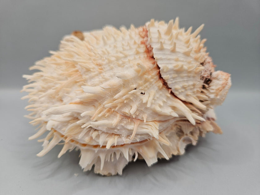 Natural Spondylus Shell Pair - 5"x6"x3" Decorative Ocean Shells | Loving Coastal Living