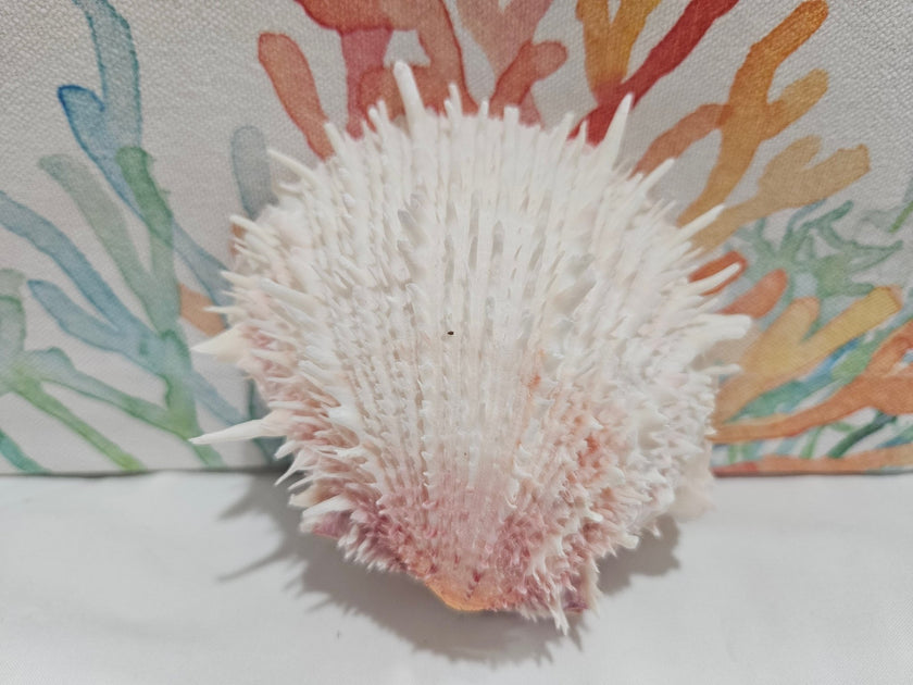 Spondylus Shell Pair - Exact Shell Shown 4" | Loving Coastal Living