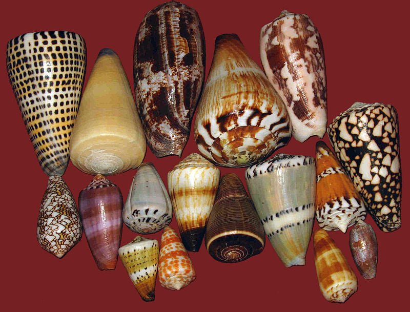 Cone Shells | Rare Seashells for Collectors & Décor | Loving Coastal Living