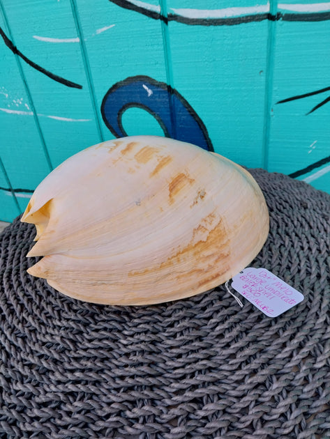 Extra Large Umbilicate Baler Melo Shell 12+'" Exact Shown | Loving ...