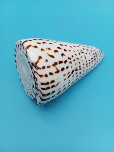 4" Alphabet Cone Display Shell – Coastal Home Decor | Loving Coastal Living