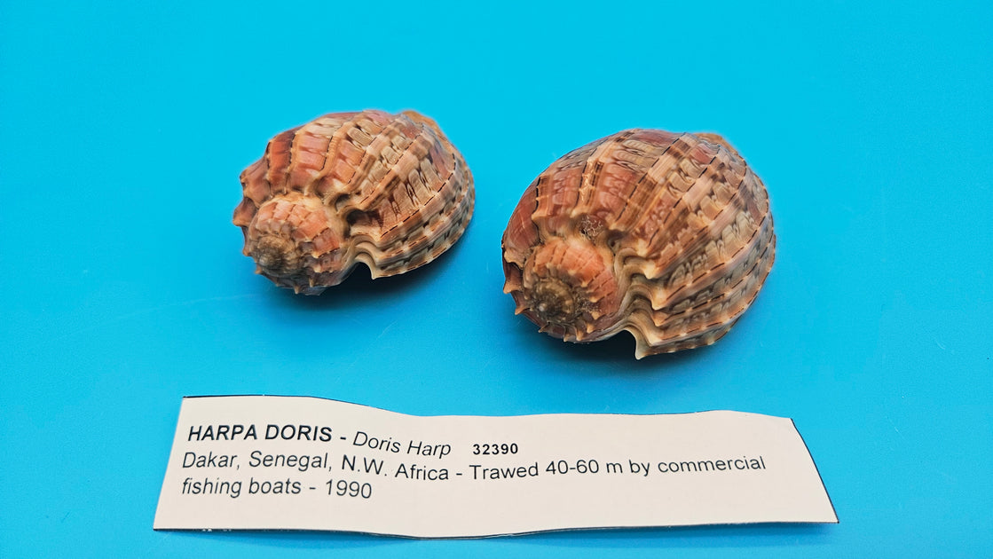 HARPA DORIS - The Authentic Doris Harp Shell (Pair) | Loving Coastal Living