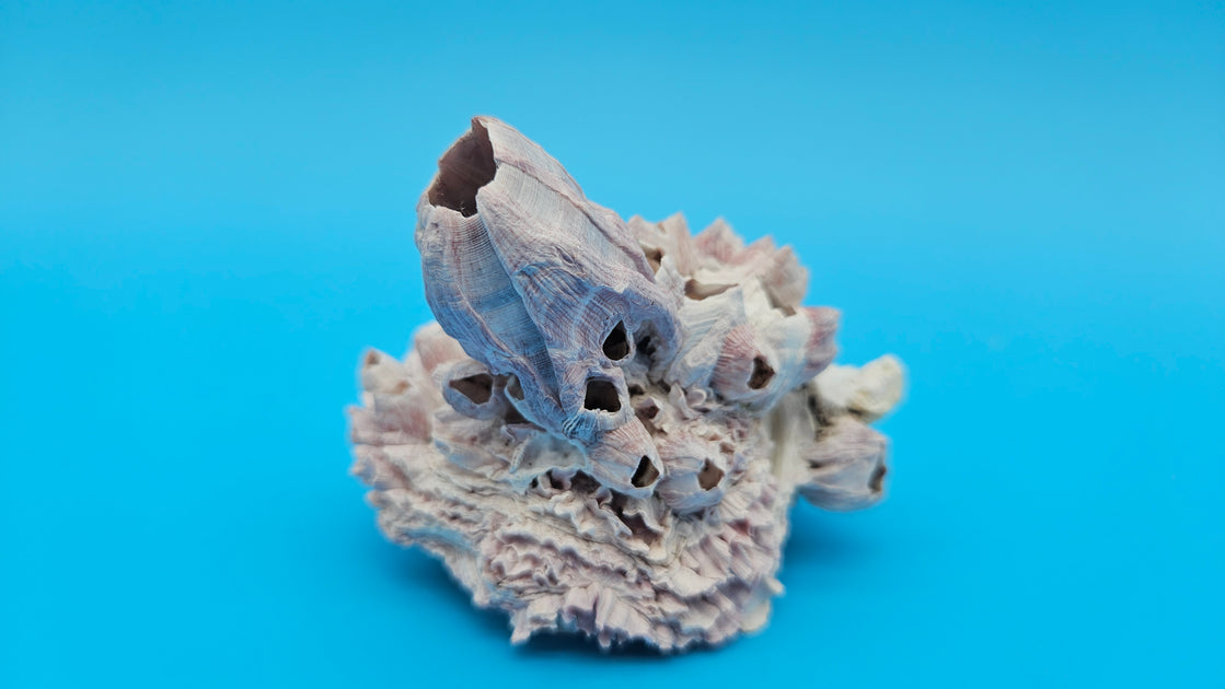 Barnacle with Jewel Box Display – Small Coastal Decor Specimen | Loving ...