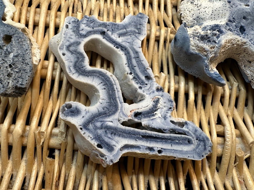 Blue Coral Slab Slice 3–4" – Natural Coastal Coral Craft Piece | Loving ...