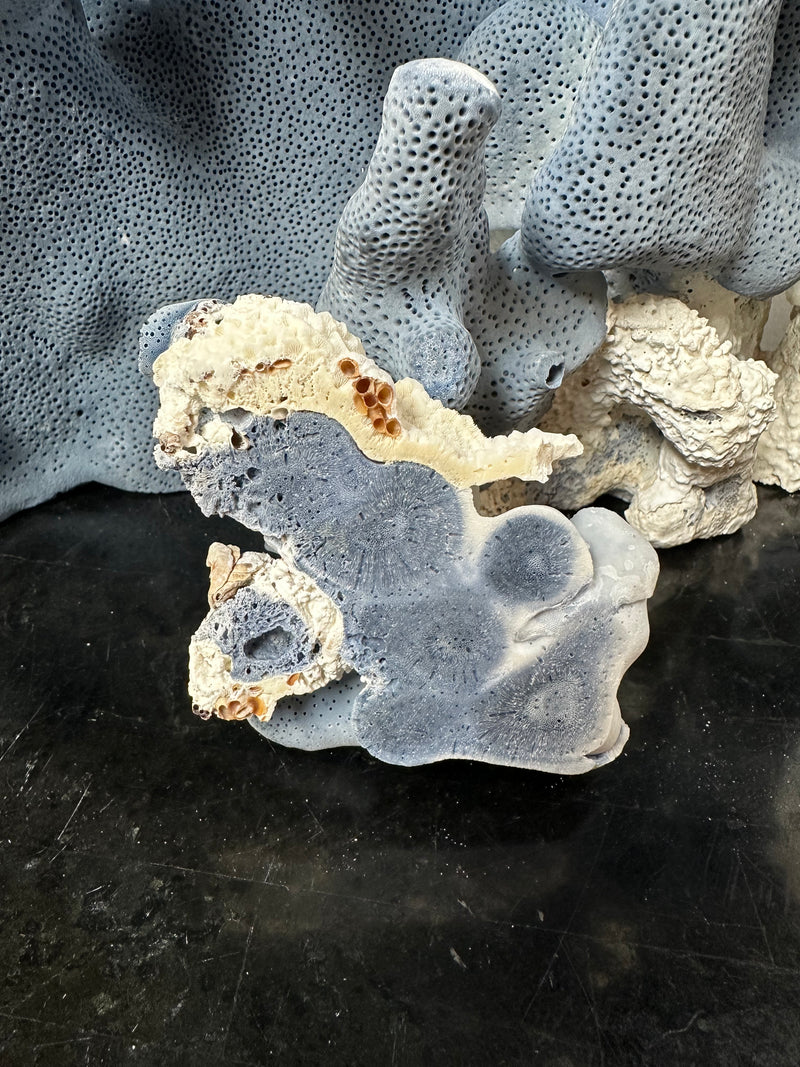 Blue Coral Slab Slice 3–4" – Natural Coastal Coral Craft Piece | Loving ...