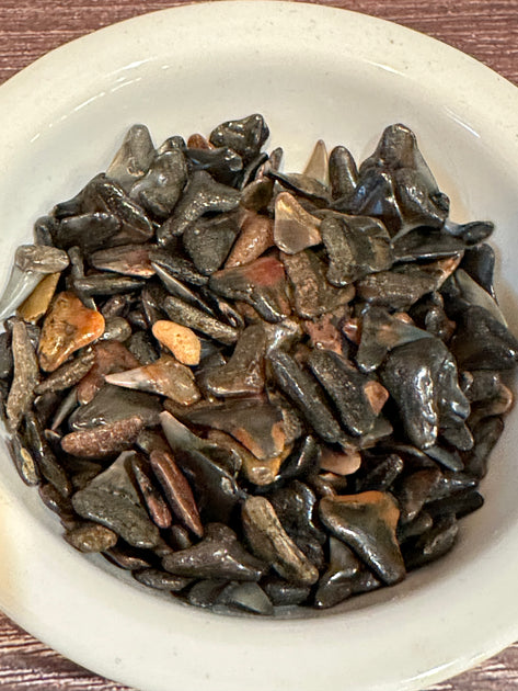 Assorted Fossilized Shark Teeth – Under 1" Black Fossil | Loving ...