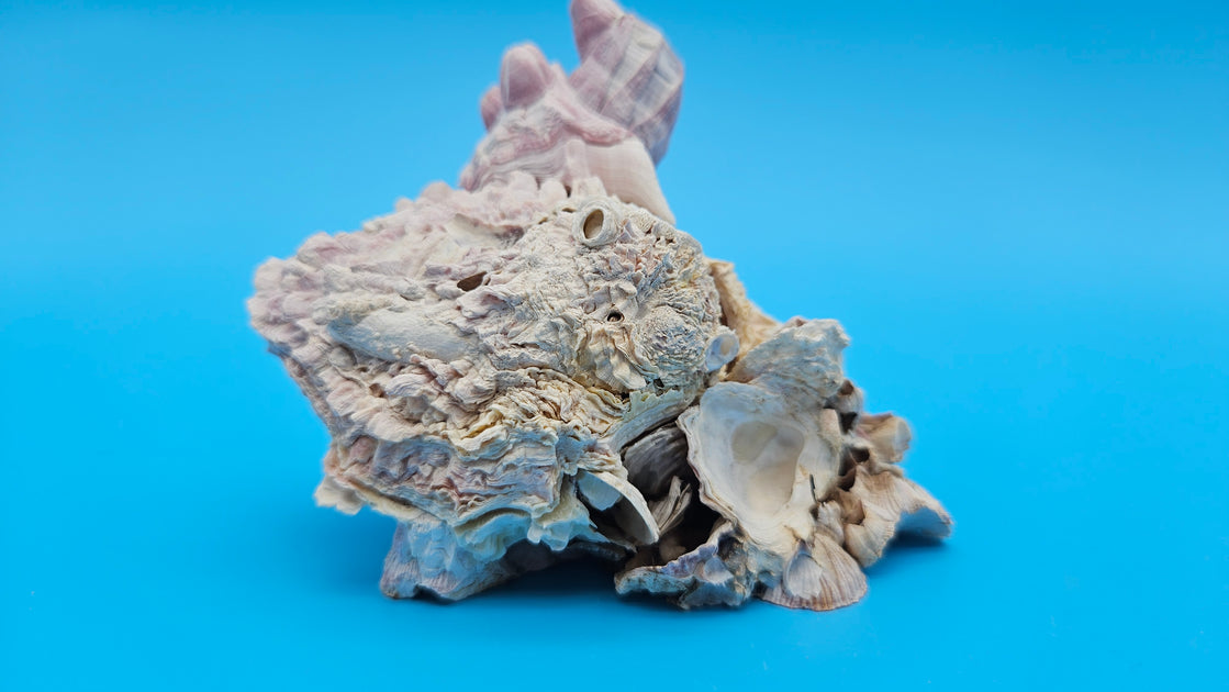 Barnacle with Jewel Box Shell Display – Premium Coastal Decor Specimen ...