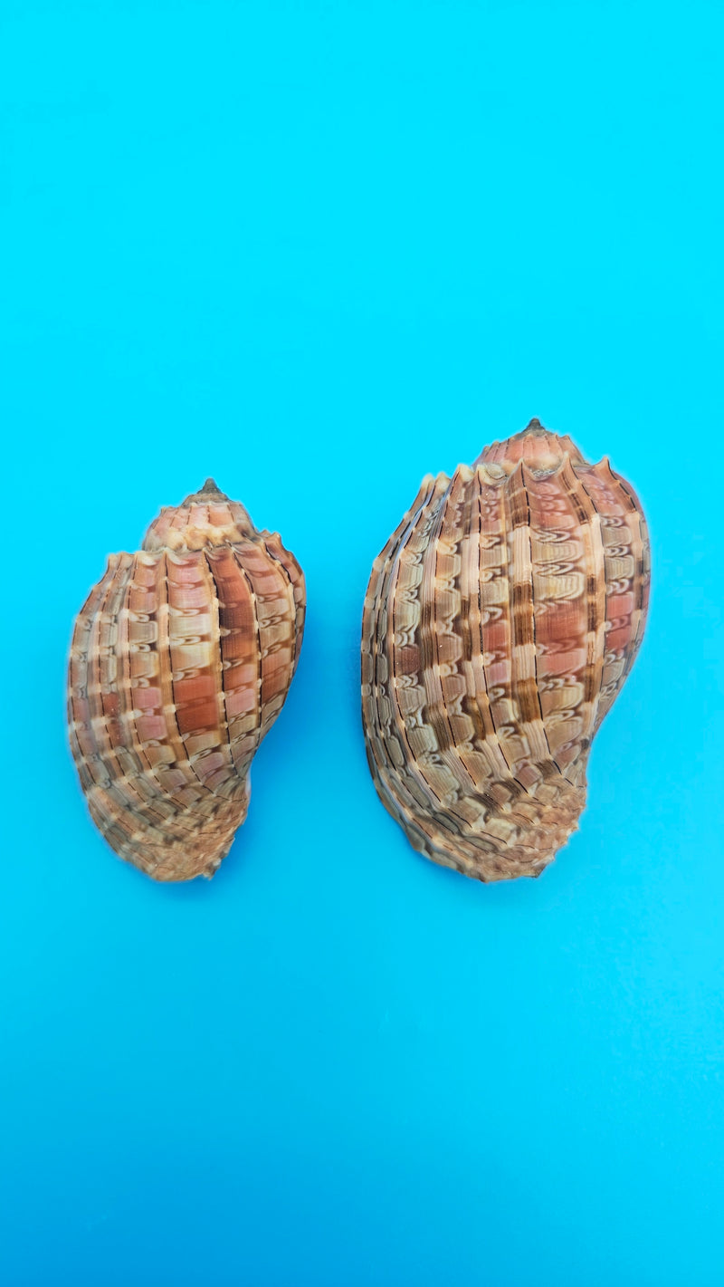 HARPA DORIS - The Authentic Doris Harp Shell (Pair) | Loving Coastal Living