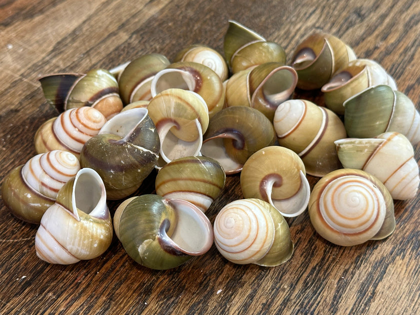 Helicostyla Florida Green Land Snail Shell – Natural Coastal Decor ...