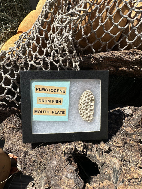 Fossilized Drum Mouth Plate with Display Case | Loving Coastal Living