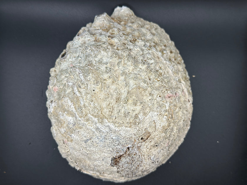 Raw Red Abalone Shell – Natural Iridescent Shell for Decor & Smudging ...