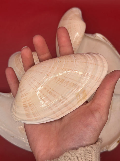 Bulk Sunray Venus Clam Halves - 3-5" Craft Shells for DIY & Decoupage ...