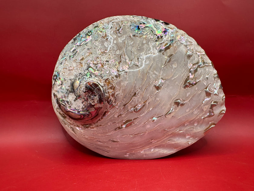 Polished Midas Abalone 6.25" Display Shell - Coastal Home Decor ...