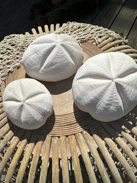 Metalia spatagus Sea Gopher Urchin | Coastal Decor | Loving Coastal Living
