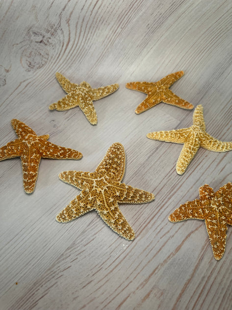 Mutant Freak Sugar Starfish | Loving Coastal Living