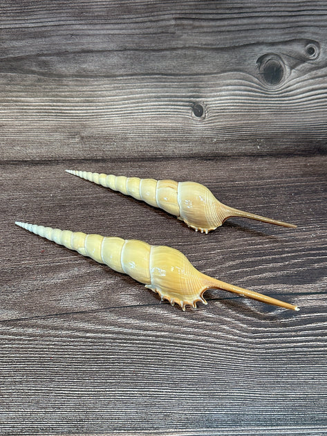 Shinbone Tibia Fusus Shell | Loving Coastal Living