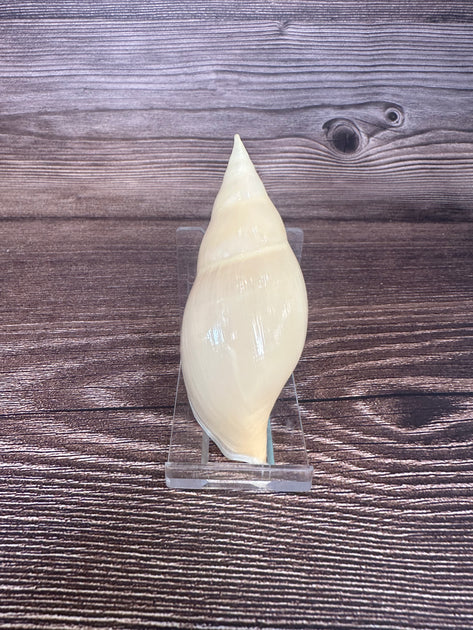 Golden Volute – Iredalina mirabilis with Documentation (Rare) | Loving ...