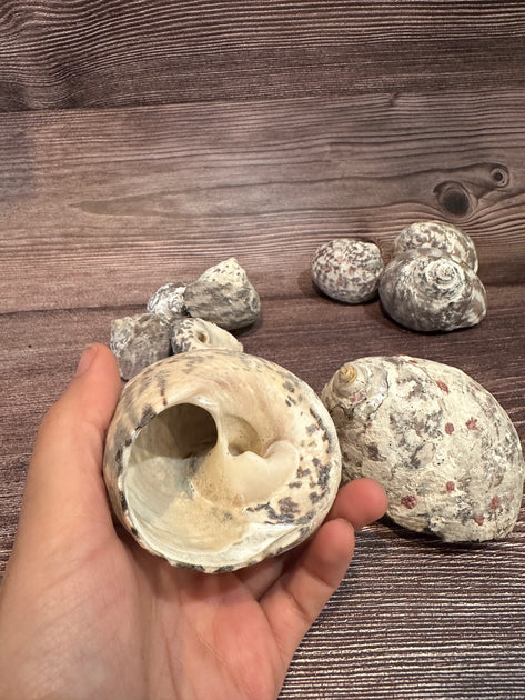 Raw Magpie Turbo Shells for Crafts & Décor - 2-3" | Coastal Shells ...