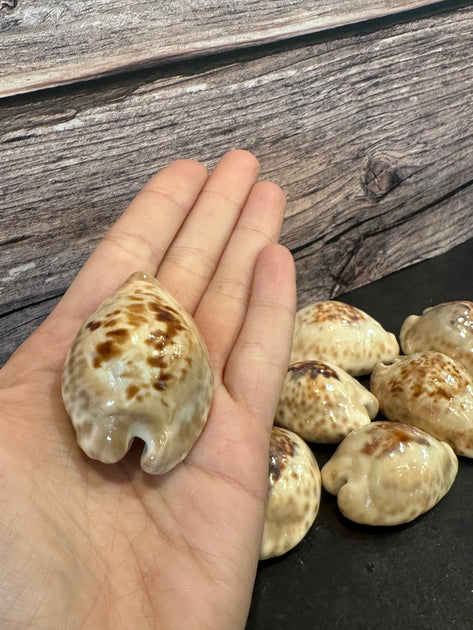 Teulere's Cowrie - Rare Collector Cowrie Shell Display Piece | Loving ...