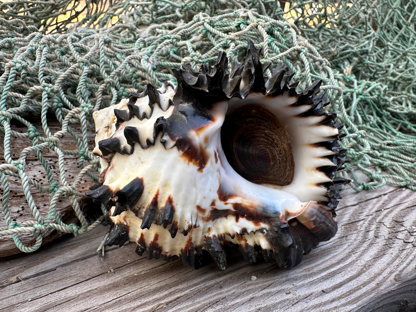 Radish Murex with Operculum – 4" Coastal Collectible | Loving Coastal ...