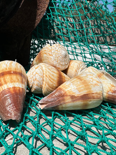 Soldier Cone Shells - Conus miles | Loving Coastal Living