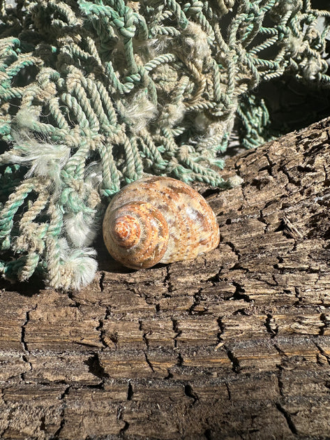 Snakeskin Turbo with Operculum - Turbo sarmaticus | Loving Coastal Living