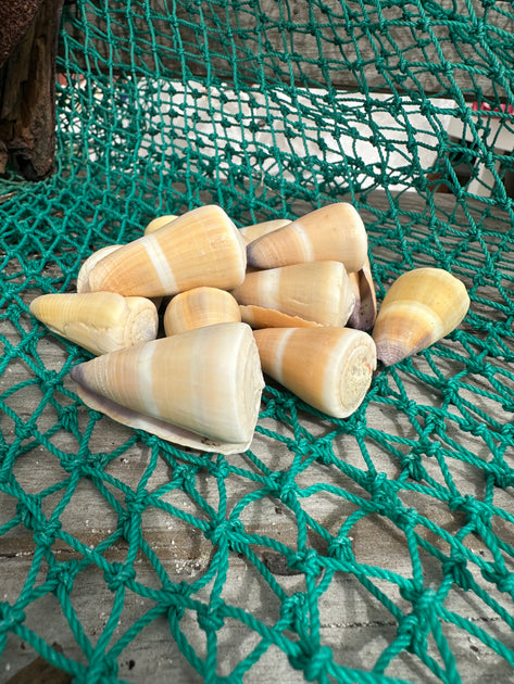 Hawaiian Golden-Yellow Cone - Conus peasei | Loving Coastal Living