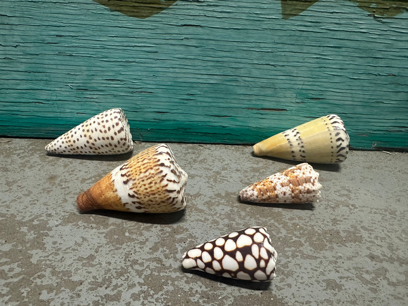 Cone Shell Collection Pack | Loving Coastal Living