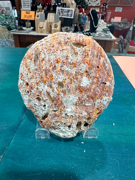 Rock scallop/ Clam Shell- Spondylus calcifier | Loving Coastal Living