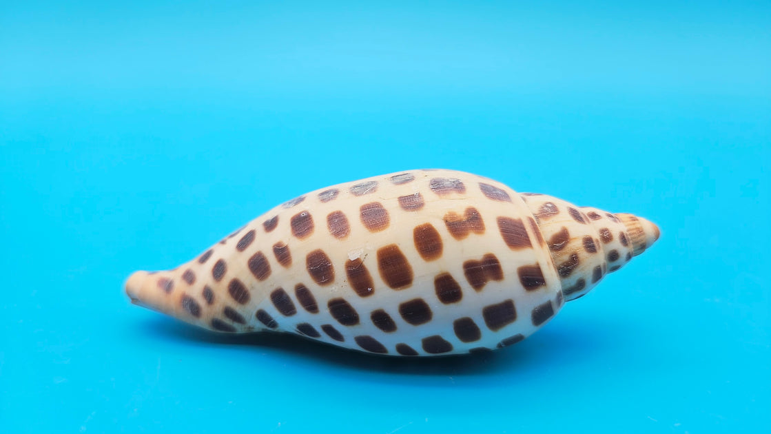 Junonia Volute Shell - 4.1" Spotted Scaphella Junonia Sea Shell ...