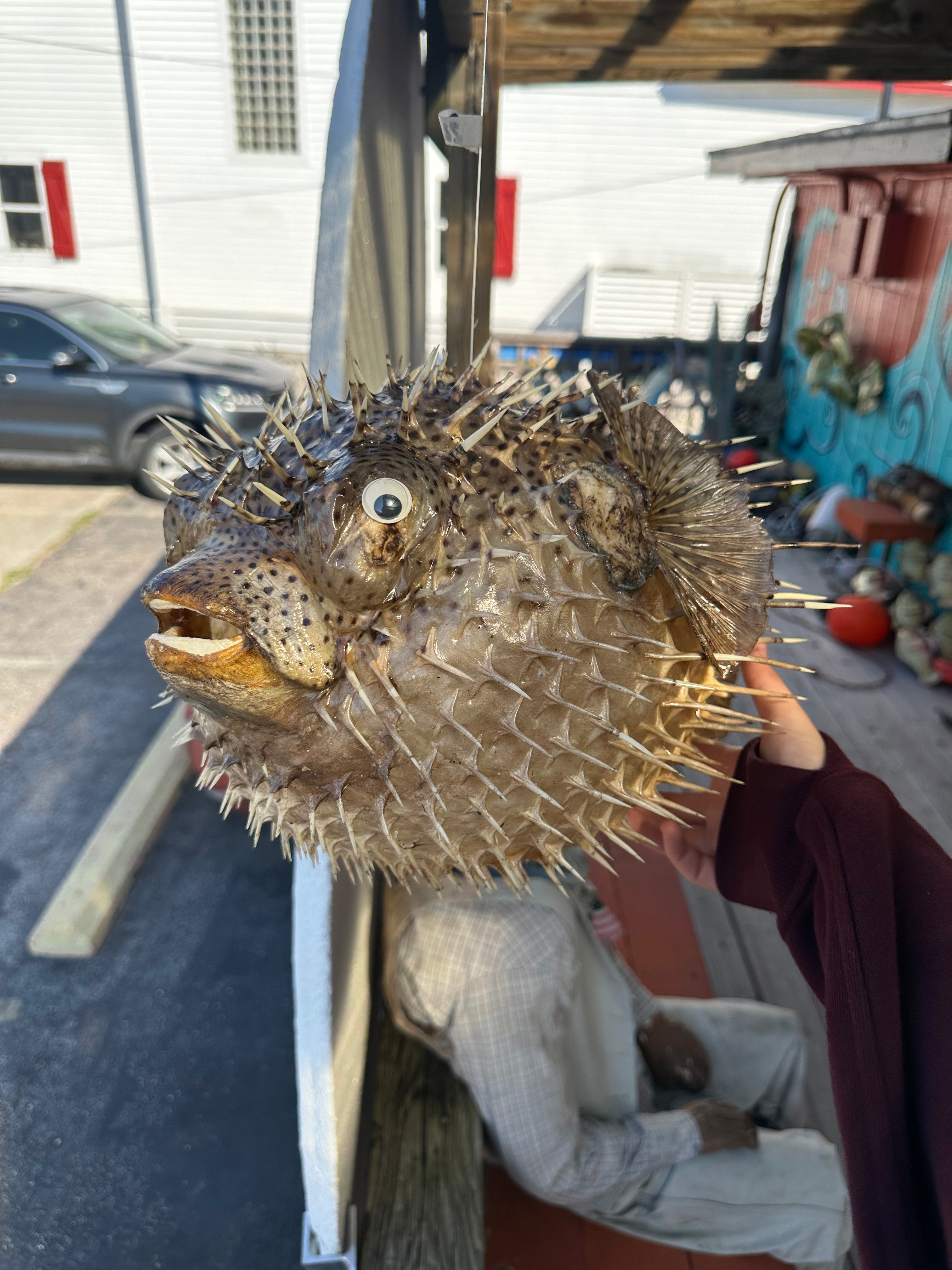 puffer fish display
