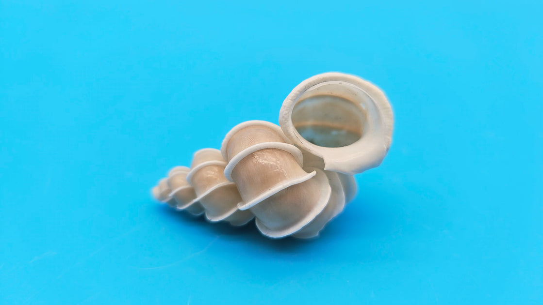 Large Exceptional Epitonium Wentletrap Shell (Epitonium sp.) - Premium ...