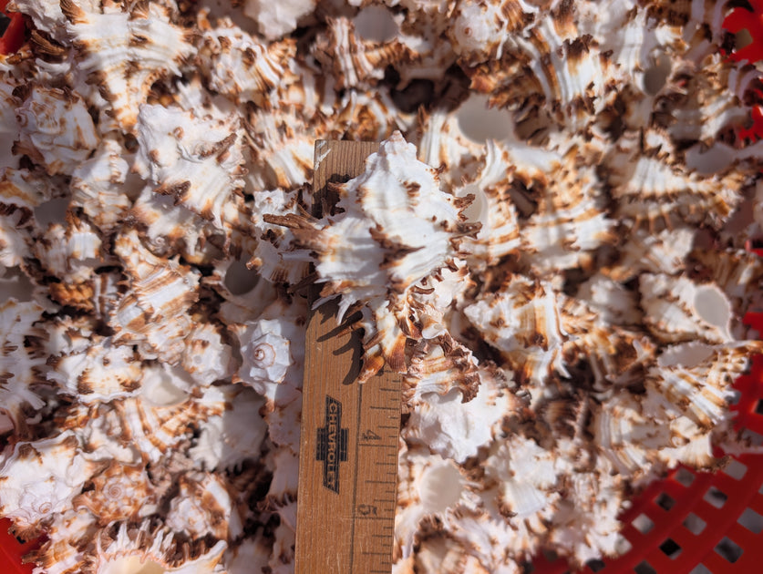 Brown & White Murex Endive Shells (Hexaplex cichoreum) | Loving Coastal ...