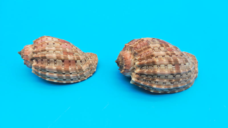 HARPA DORIS - The Authentic Doris Harp Shell (Pair) | Loving Coastal Living