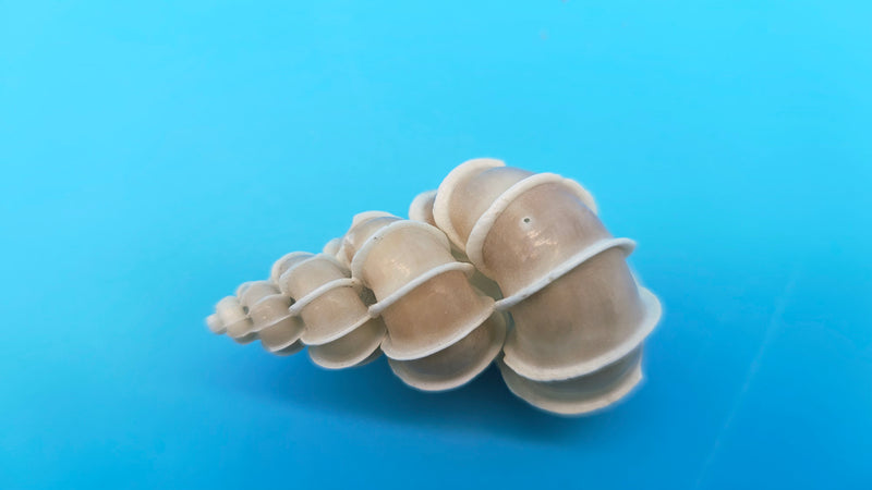 Large Exceptional Epitonium Wentletrap Shell (Epitonium sp.) - Premium ...