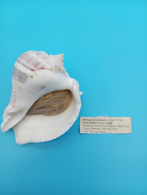 West Indian Crown Conch with Operculum & Documentation – 5" | Loving ...