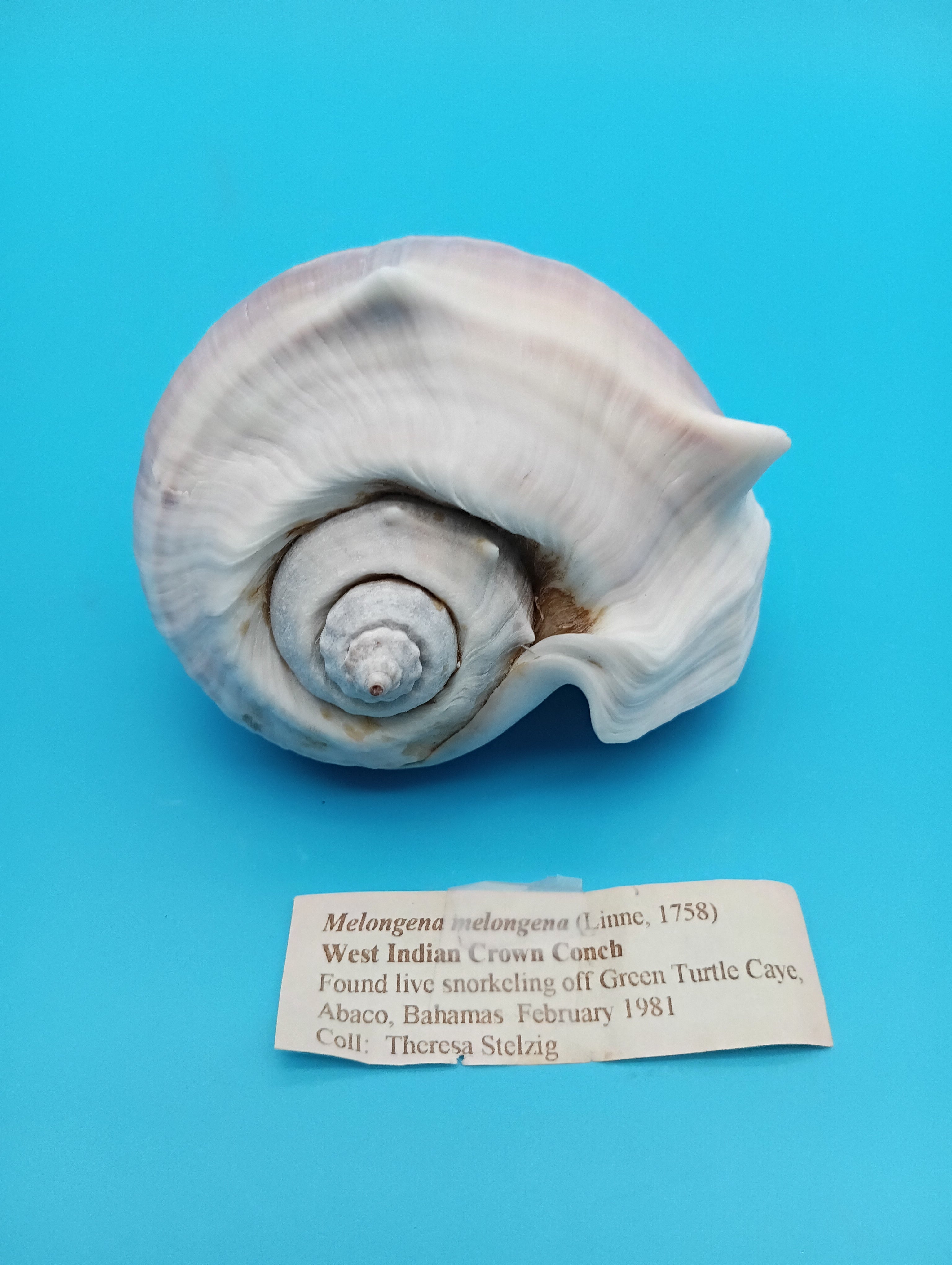 West Indian Crown Conch with Operculum & Documentation – 5" | Loving ...