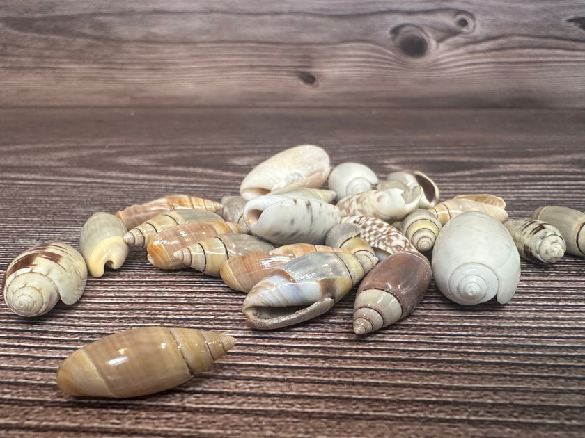 Assorted Olive Shells – Natural Seashells for Crafting and Decor ...