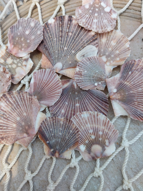 Baby Flat Scallops | Pixadatus pyxidata Coastal Display Shells – Bulk ...