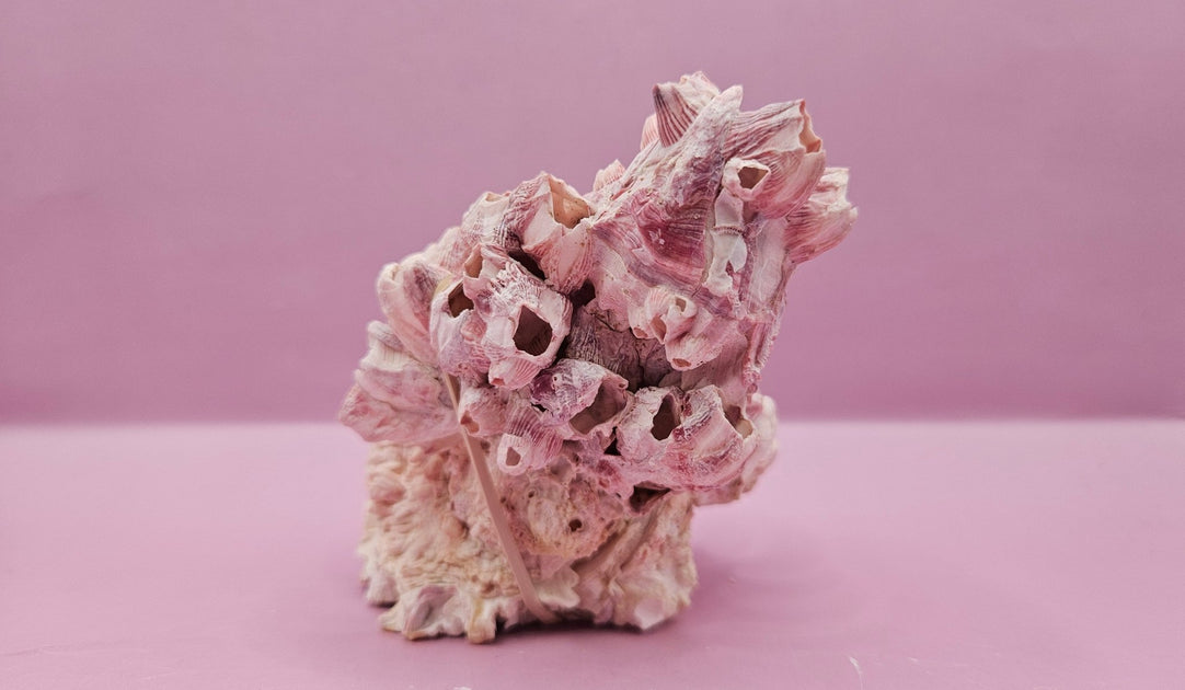 Barnacle with Yellow Jewel Box Shell – Gulf of Mexico (5"x3.5 ...