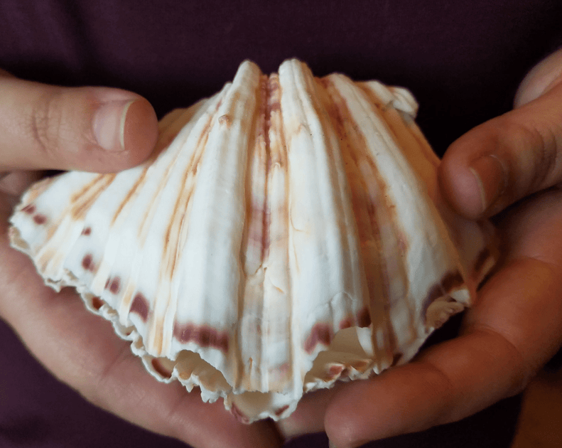 Bear Paw Clam Shell Pairs Hippopus hippopus | Loving Coastal Living
