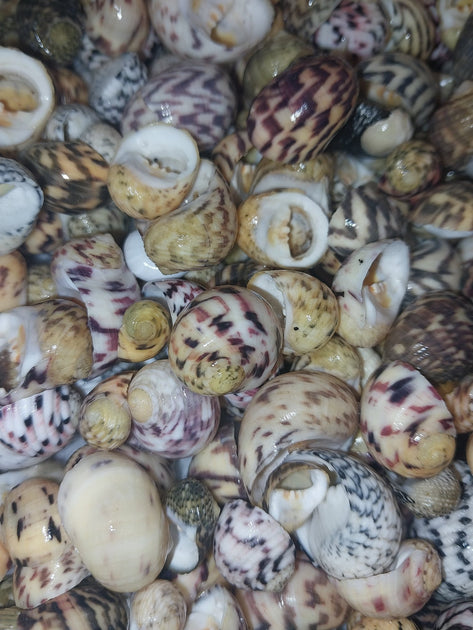 Bleeding tooth shells (Nerita peloronta) | Loving Coastal Living