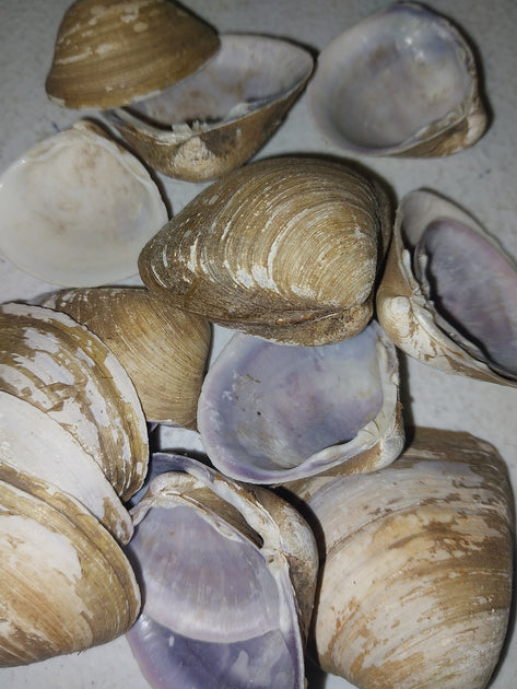 Mini Purple Clams - Exotic and Rare Seashells | Loving Coastal Living