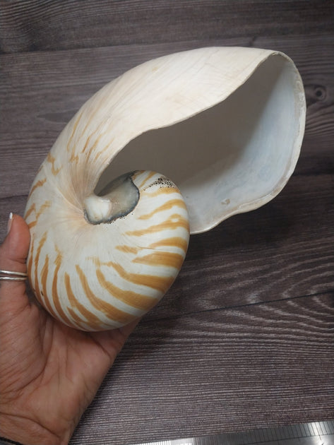 Chambered Tiger Nautilus Shell 7.5"x6"x3.5" | Striped Coastal Display ...