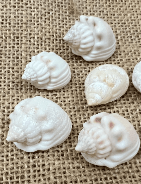 Cornball Nassa Arcularis Shells | Loving Coastal Living