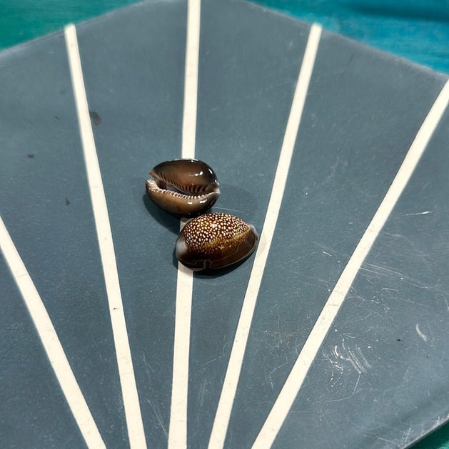 Dragon Head Cowrie Seashell | Unique Brown Spotted Shell | Loving ...