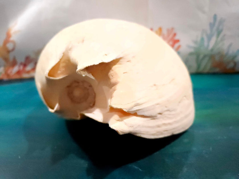 Extra Large Umbilicate Baler Melo Shell 13.5" Exact Shown | Loving ...