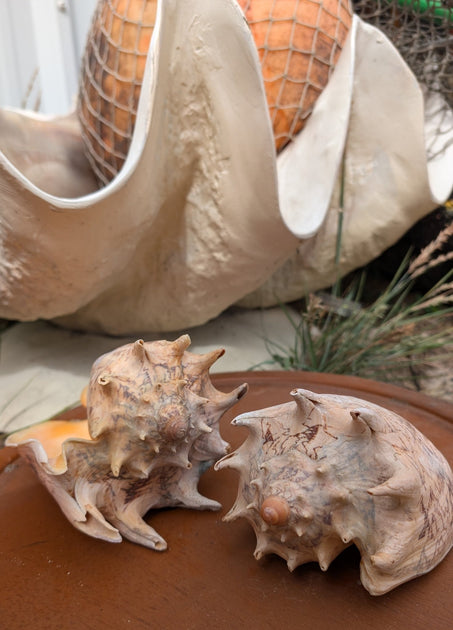 Grade B Imperial Volute Conch Shell | Rare Coastal Decor | Loving ...