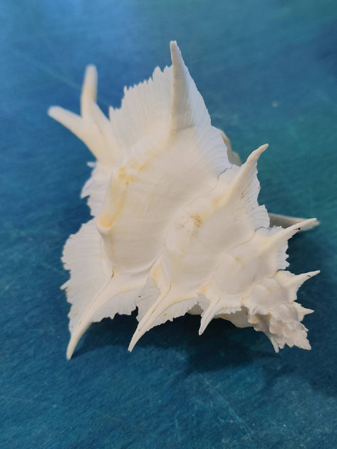 Siratus Alabaster Murex Seashell 5-6" Collectors Shell | Loving Coastal ...