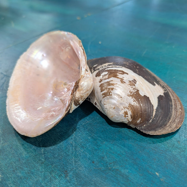 Large Mexican River Clam Shell | Loving Coastal Living